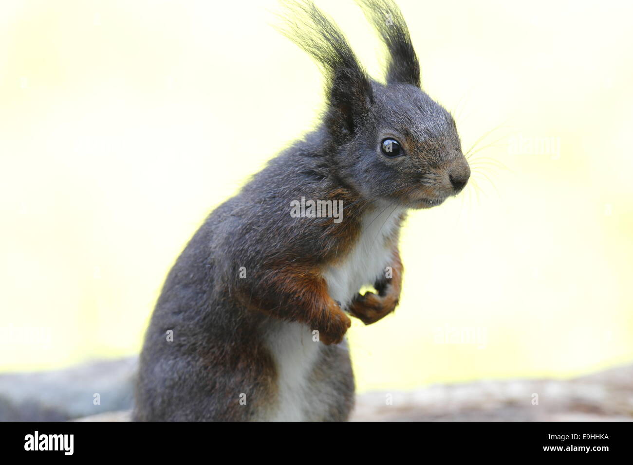 German red squirrel hi-res stock photography and images - Alamy