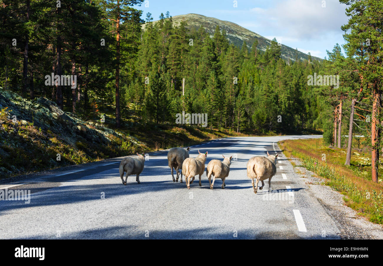 Sheep in Norway Stock Photo - Alamy