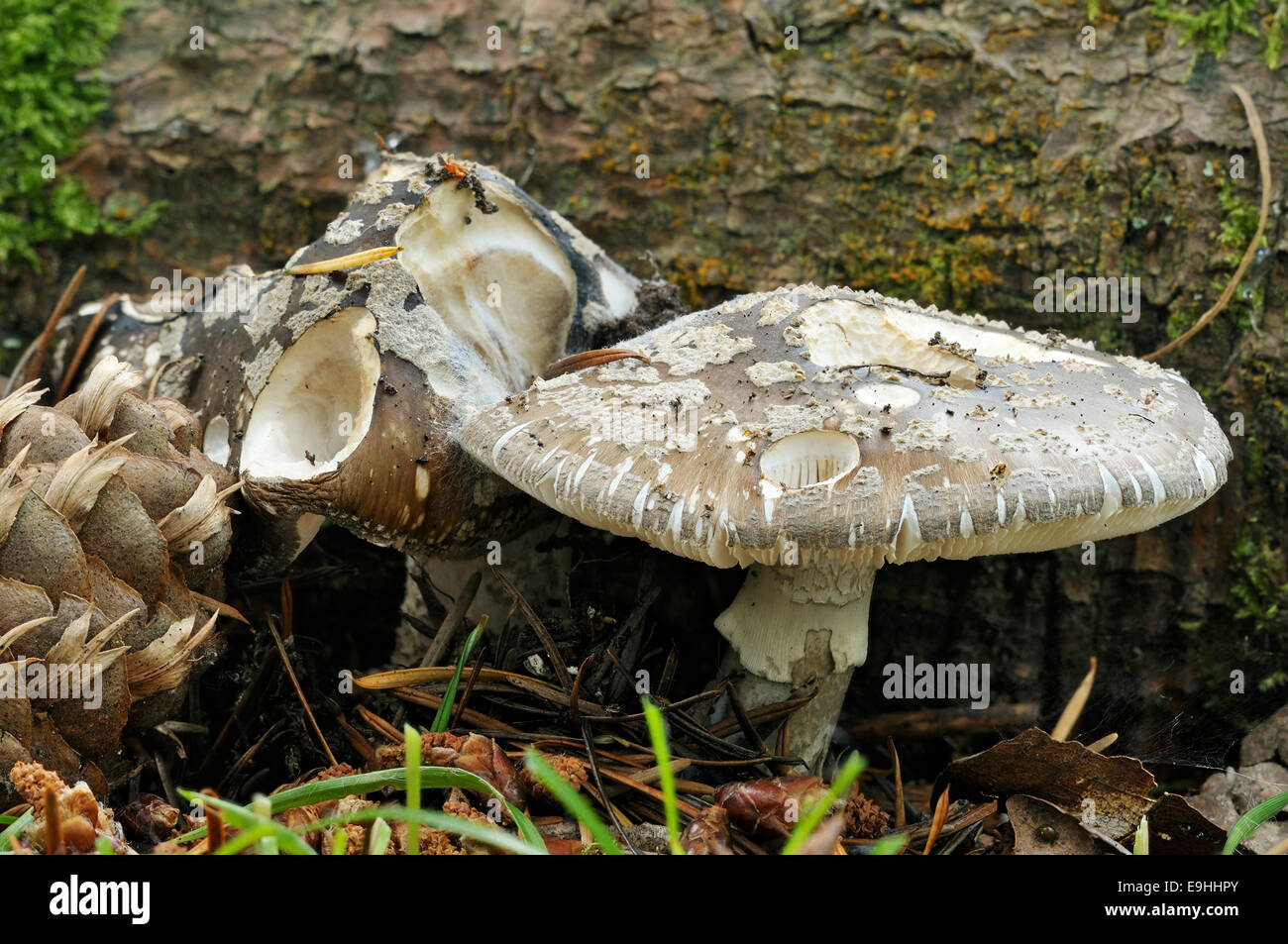 Grey fungus hi-res stock photography and images - Alamy