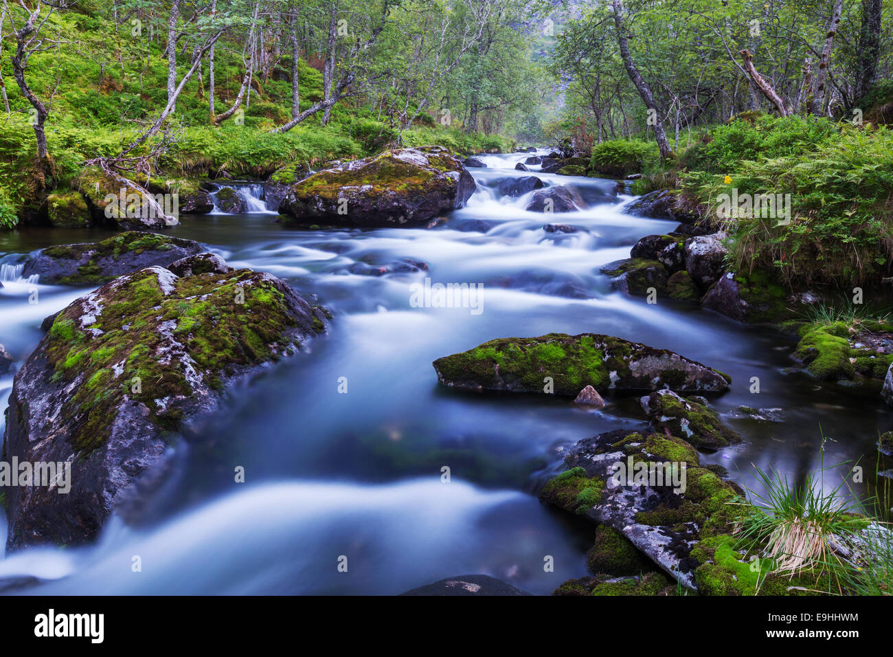 Creek in forest Stock Photo - Alamy
