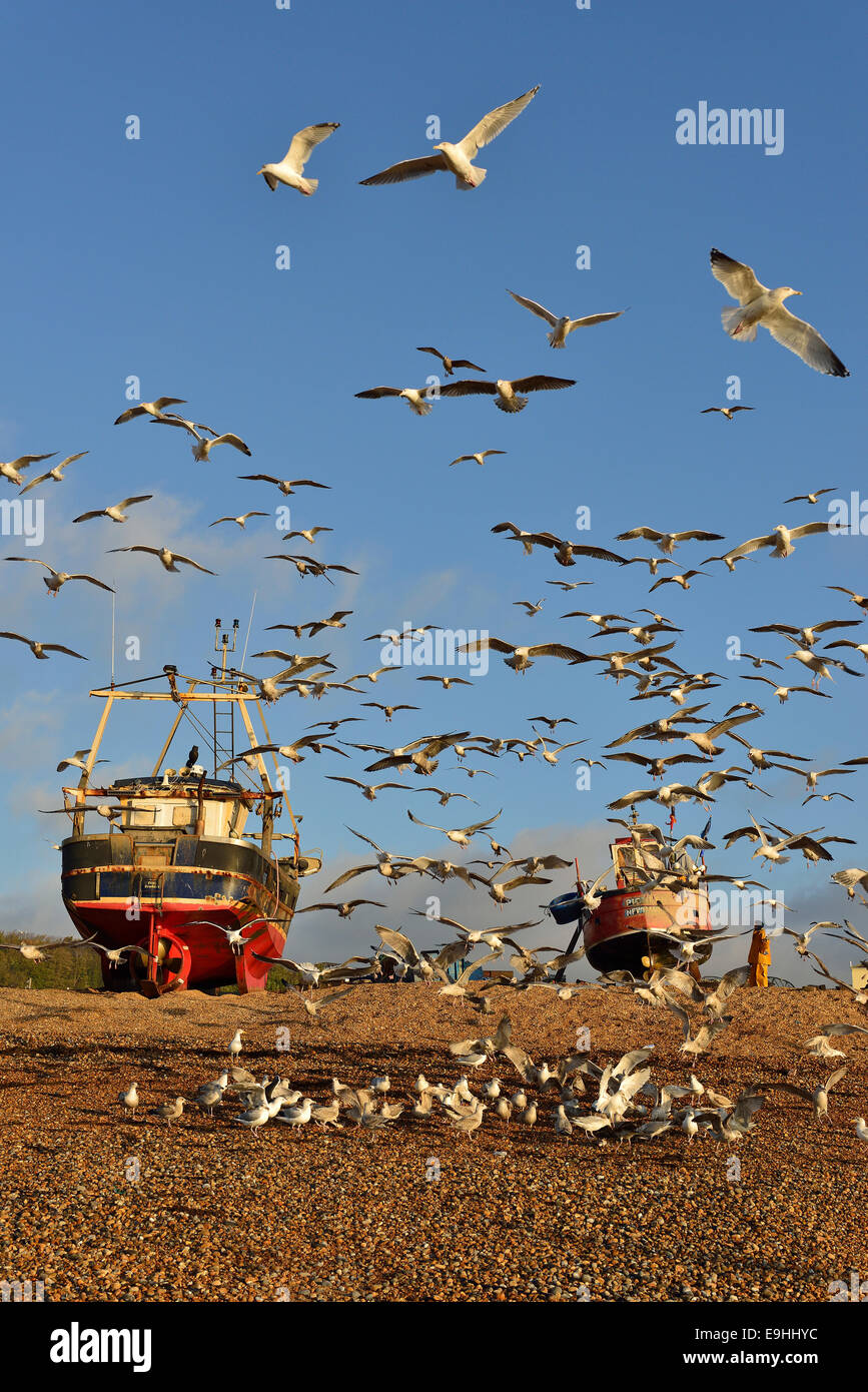 Hastings fishing boats moored on the beach with a flight of gulls above ...