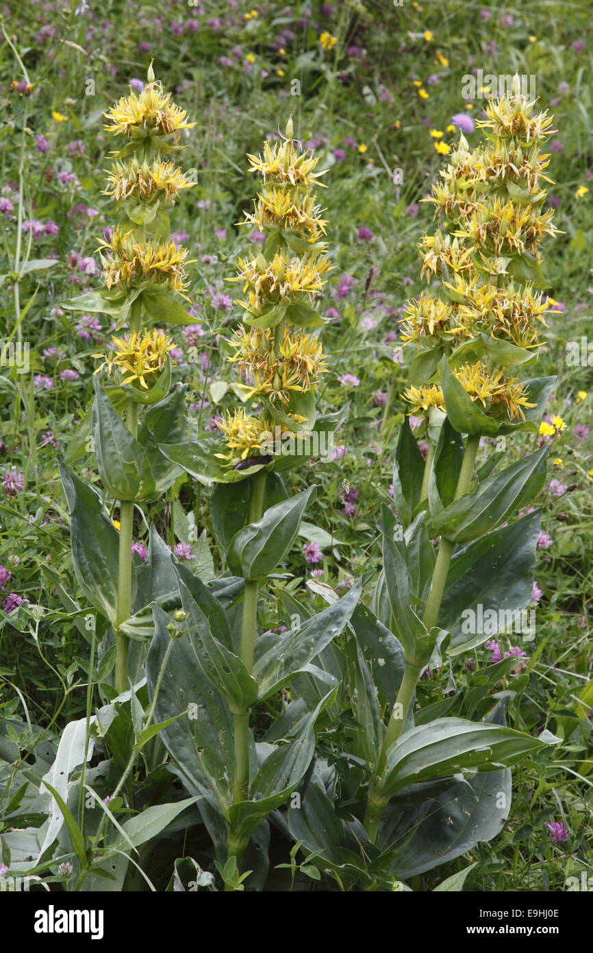 Great yellow gentian Stock Photo - Alamy