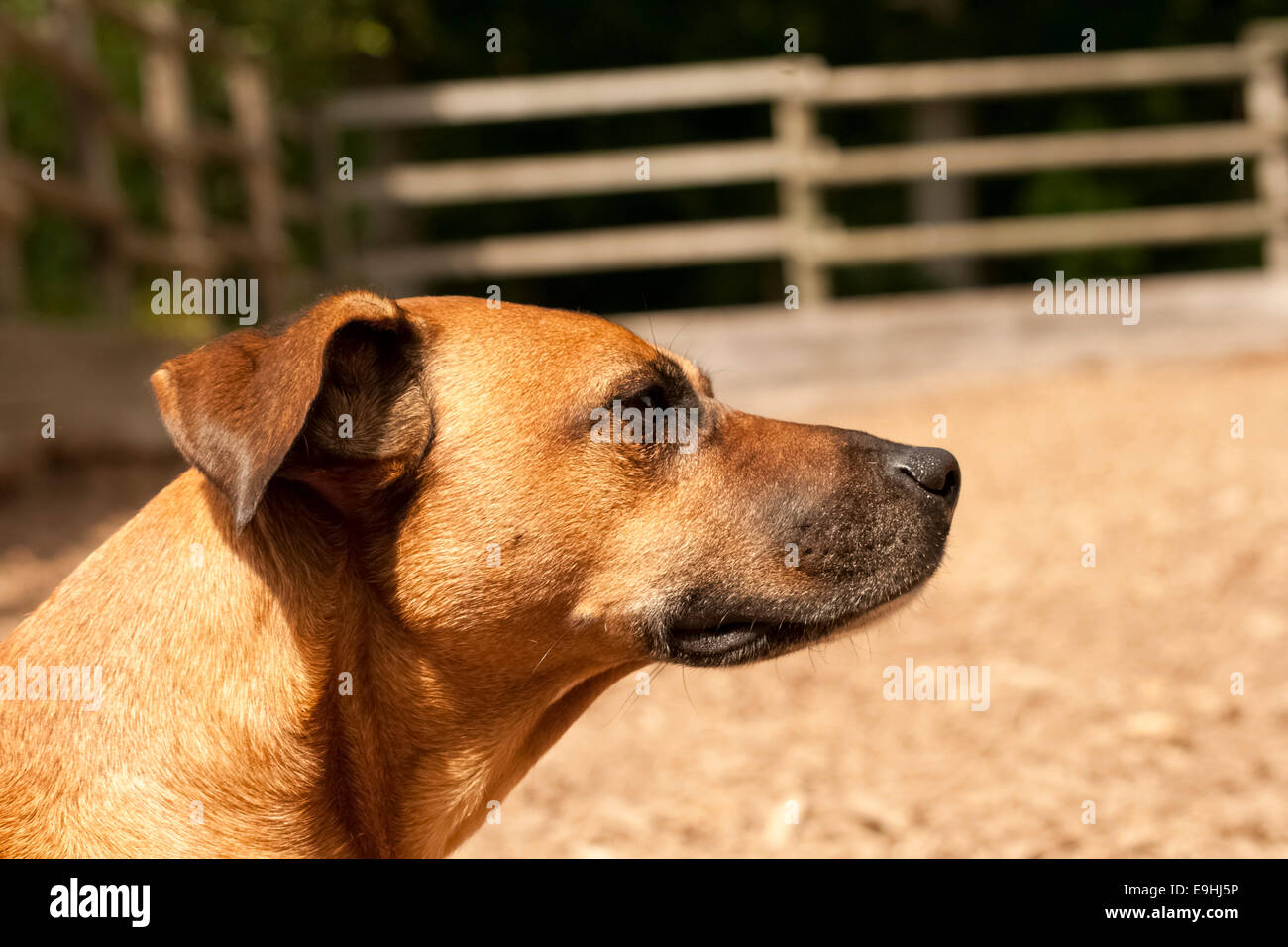 Rhodesian Ridgeback dog portrait Stock Photo - Alamy