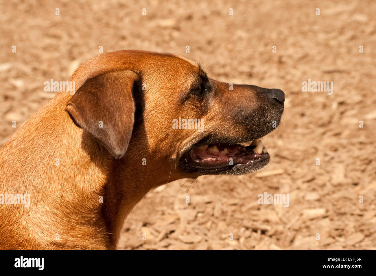 Rhodesian Ridgeback dog portrait Stock Photo - Alamy