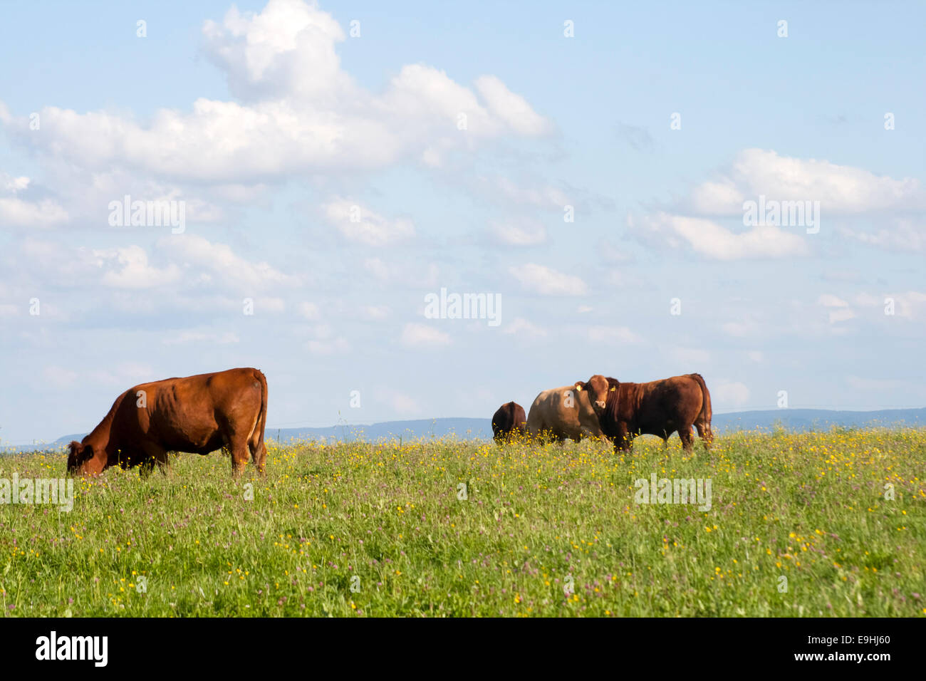 Outside beef hi-res stock photography and images - Alamy