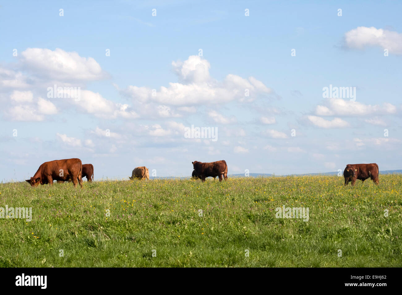 cows outside on pasture Stock Photo - Alamy