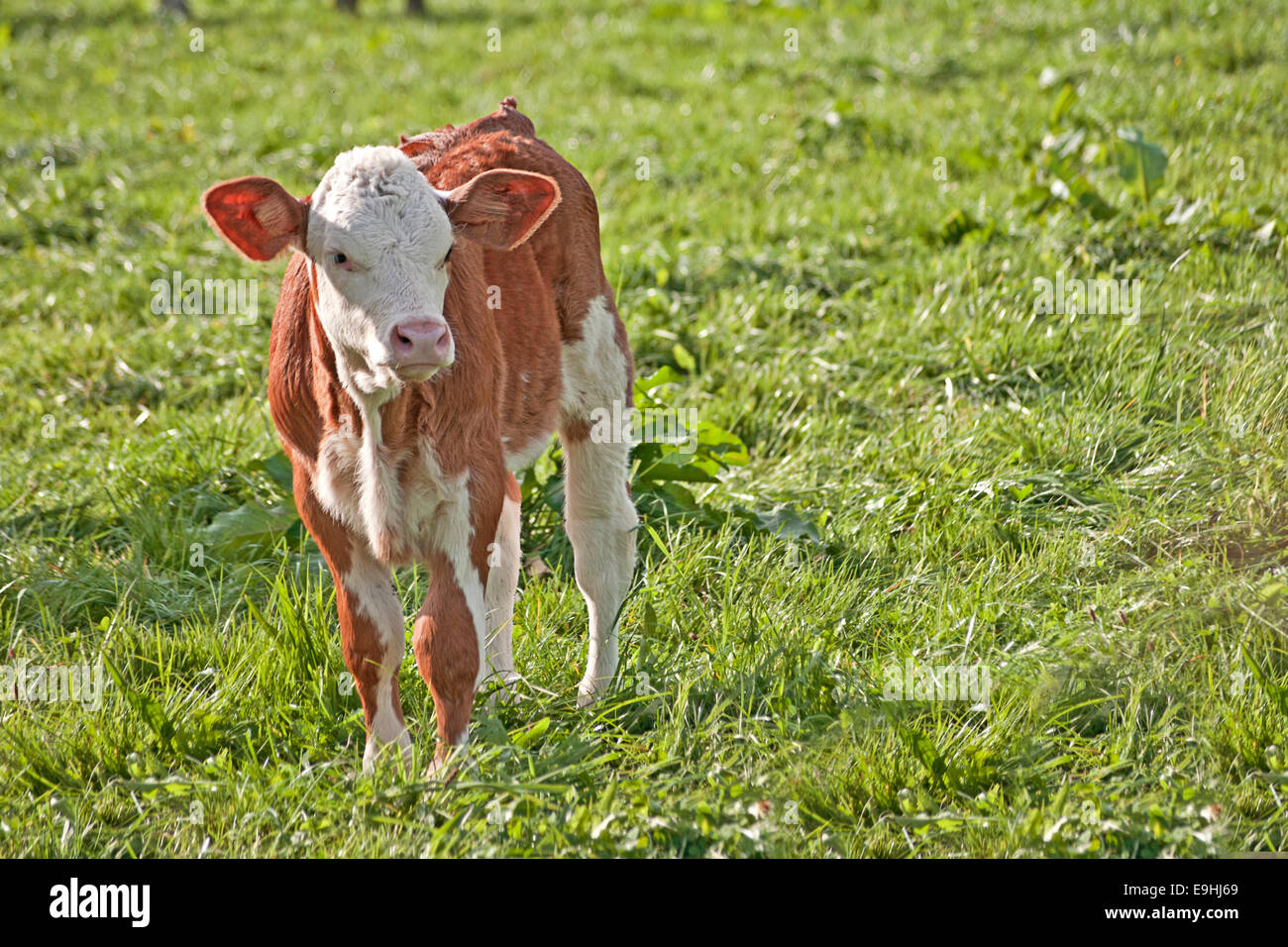 Calf head hi-res stock photography and images - Alamy