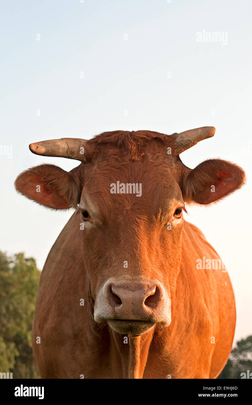 Cow Frontal High Resolution Stock Photography and Images - Alamy