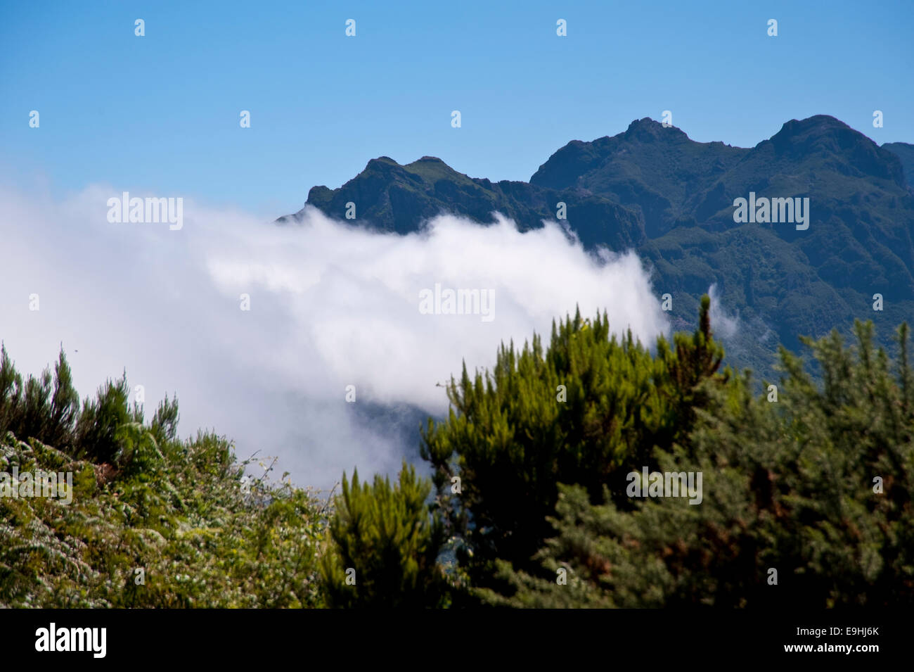 scene in portugal / island of madeira Stock Photo - Alamy