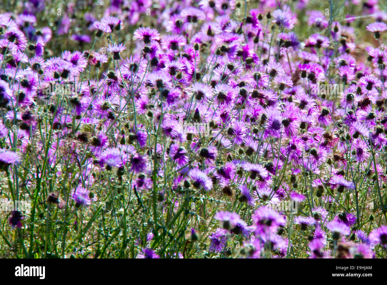 Spring wild flowers, purple thistles, on the Castro Verde plains ...