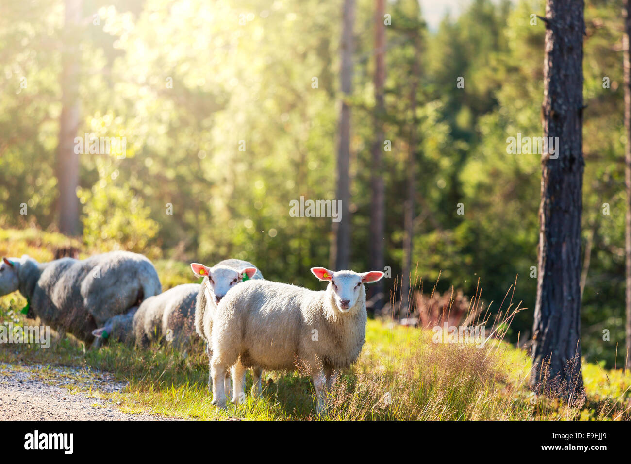 Sheep in Norway Stock Photo - Alamy