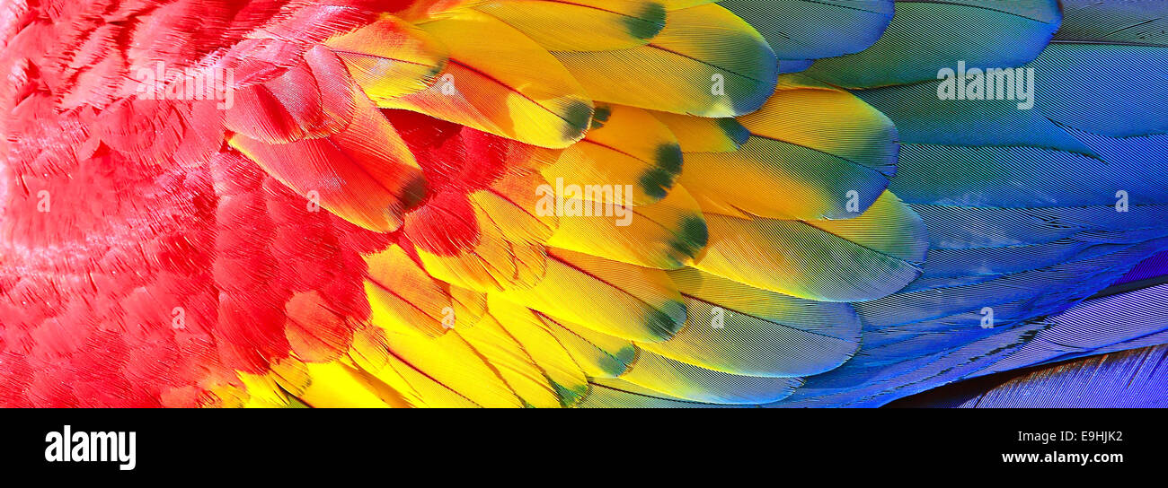 Parrot feathers, red, yellow and blue exotic texture, background Stock ...