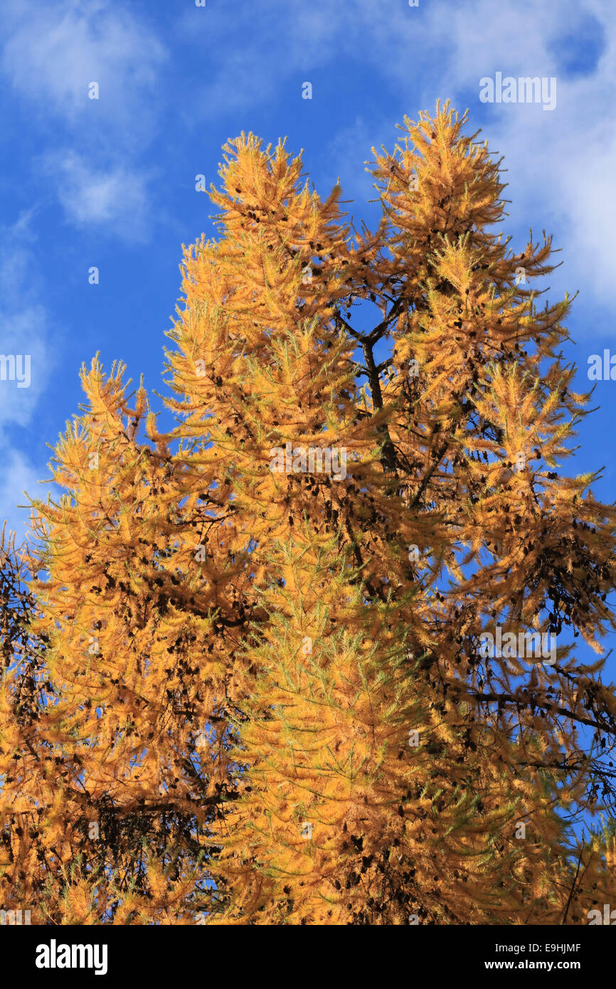 larch in autumn Stock Photo - Alamy