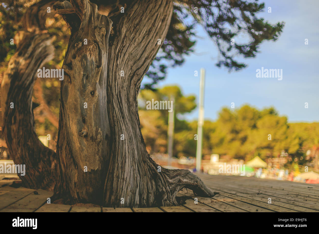 Old beach tree hi-res stock photography and images - Alamy