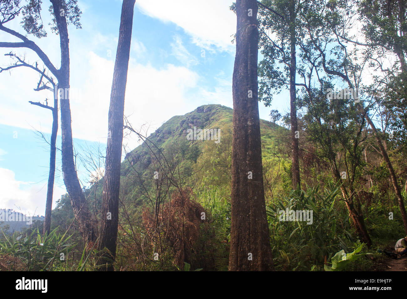 beautiful green mountains and forest on top veiw Stock Photo - Alamy