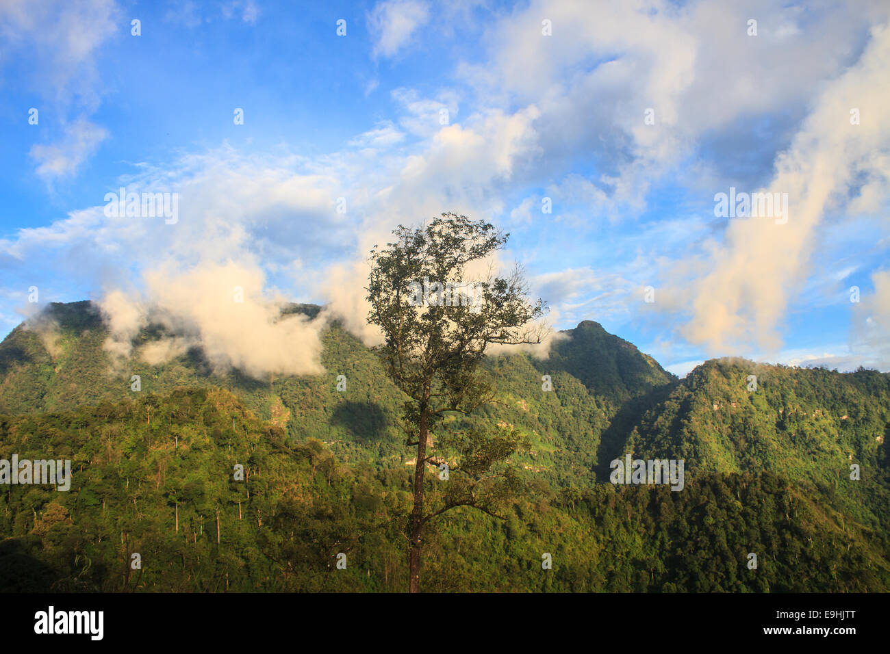 beautiful green mountains and forest on top veiw Stock Photo - Alamy