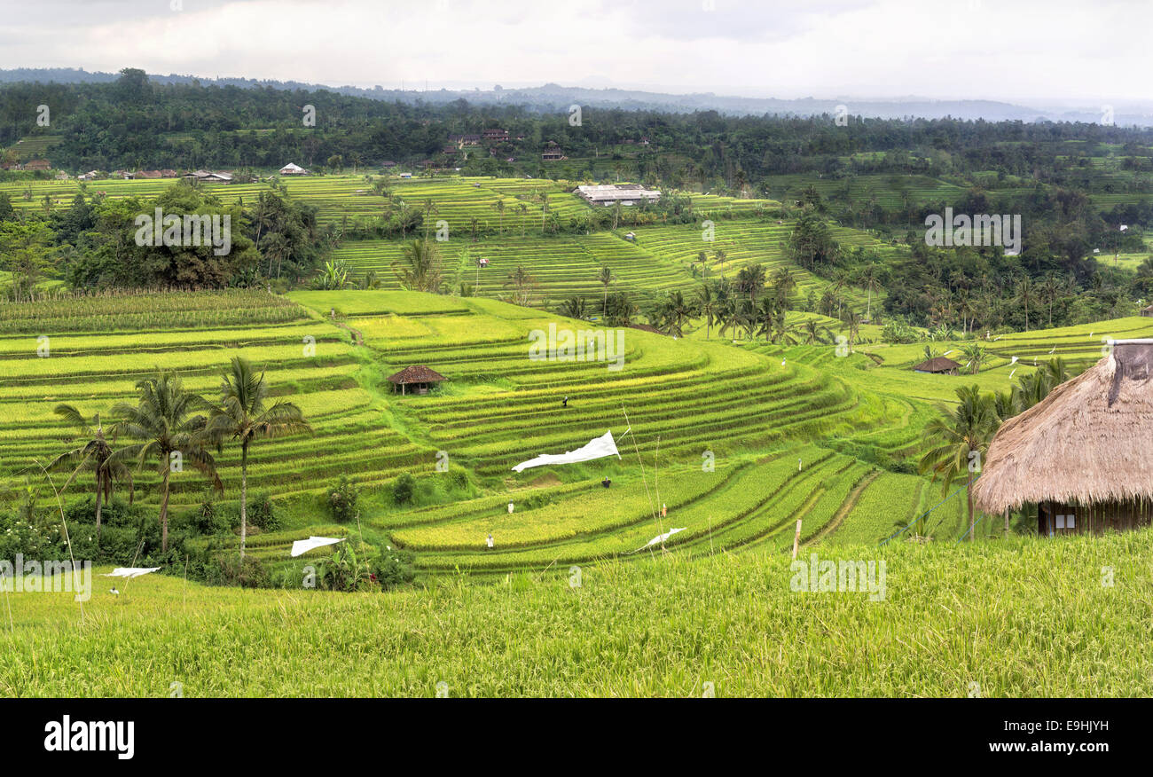 View of the old rice terraces of Bali Stock Photo - Alamy