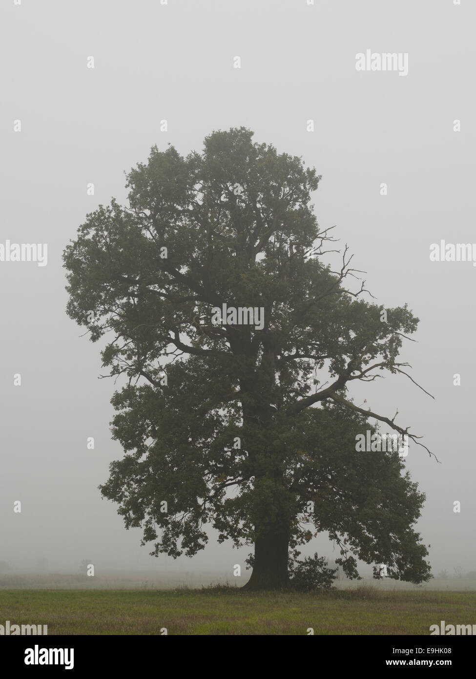 Old oak tree in the fog, Germany Stock Photo - Alamy