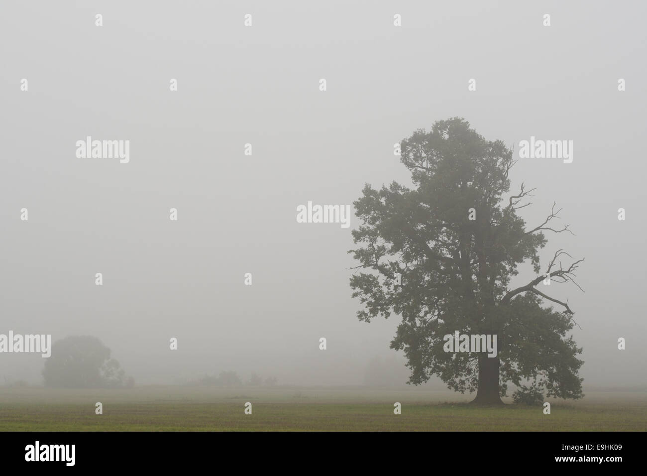 Old oak tree in the fog, Germany Stock Photo - Alamy