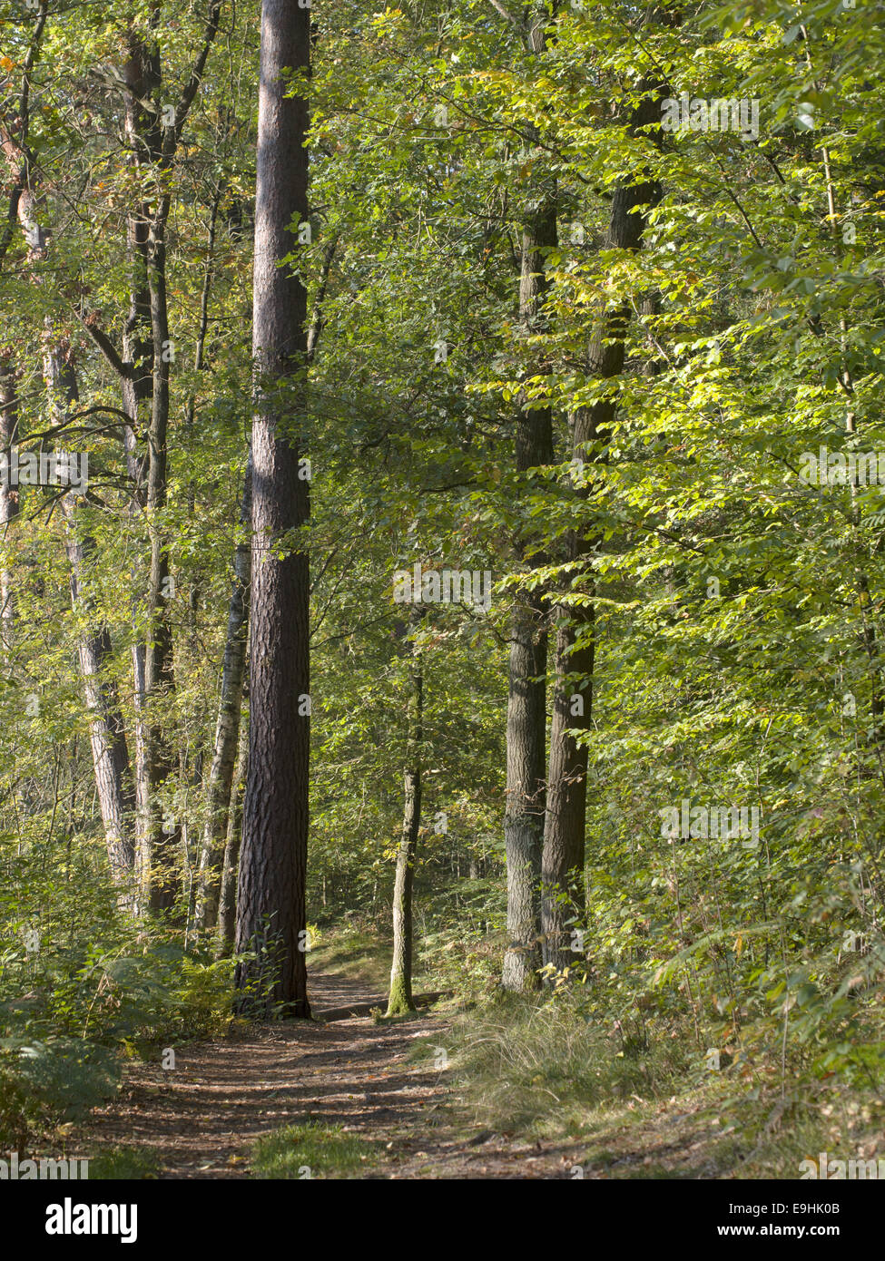 autumn forest, Germany Stock Photo - Alamy