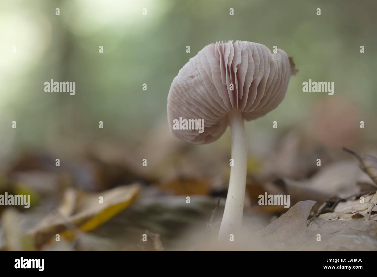 Entoloma hi-res stock photography and images - Alamy