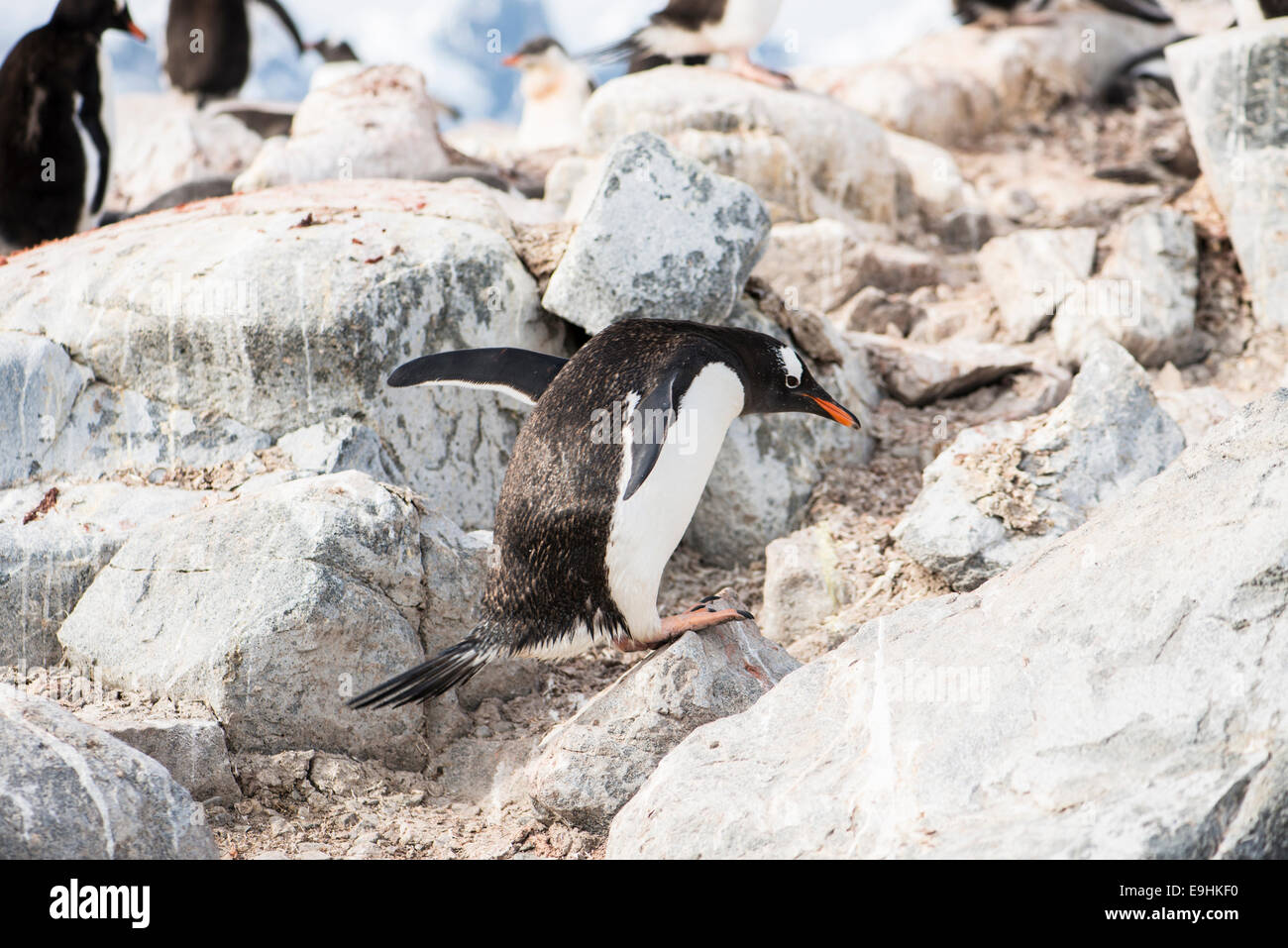 Penguins climb hi-res stock photography and images - Alamy