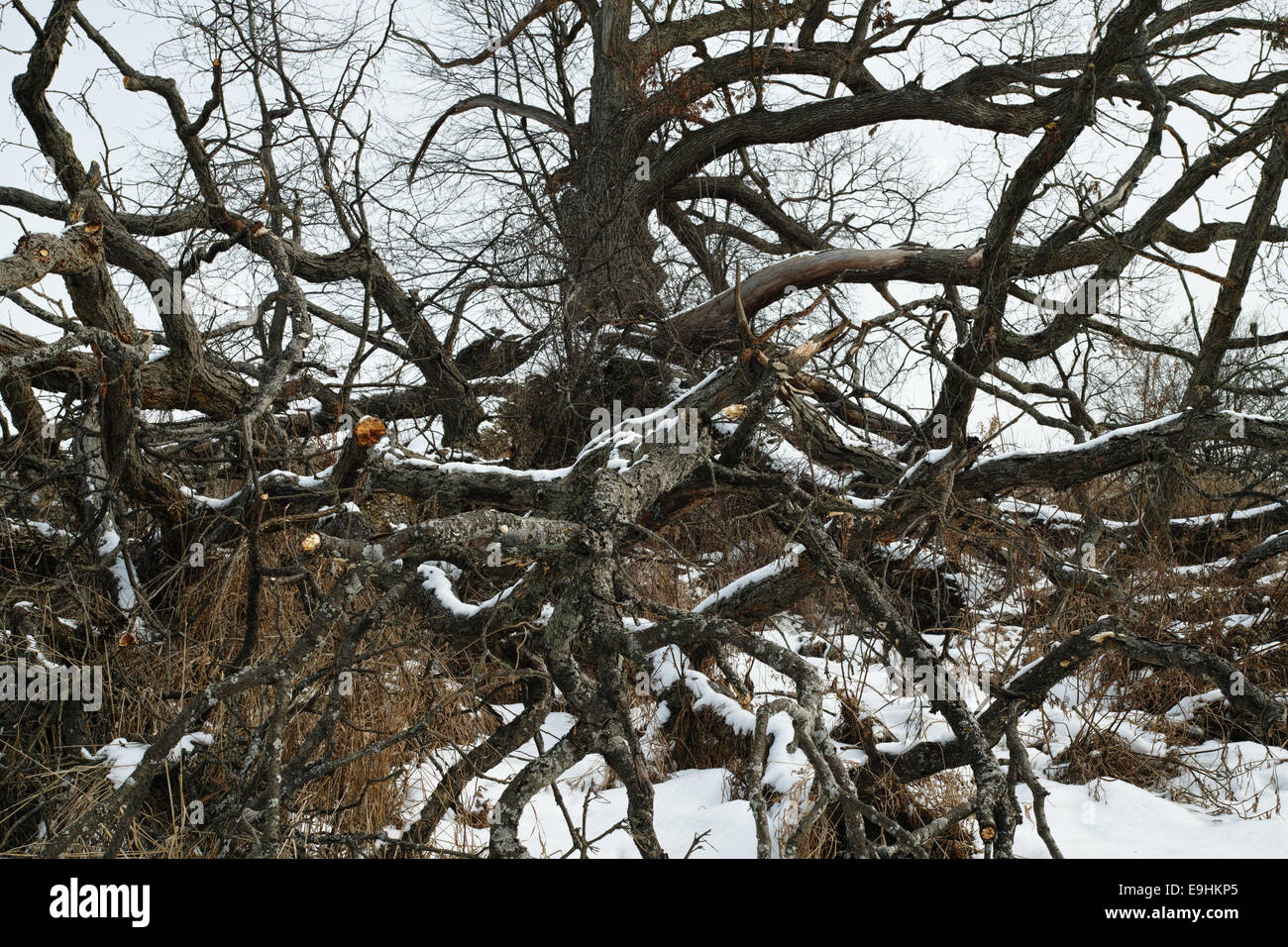 Mighty oak tree hi-res stock photography and images - Alamy
