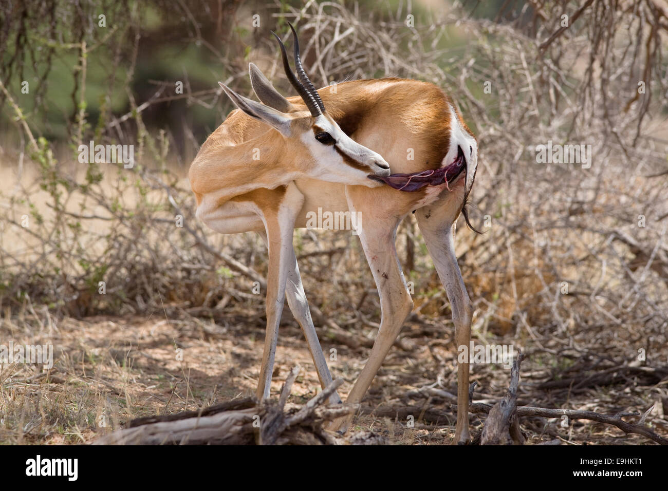 Calf with afterbirth hi-res stock photography and images - Alamy