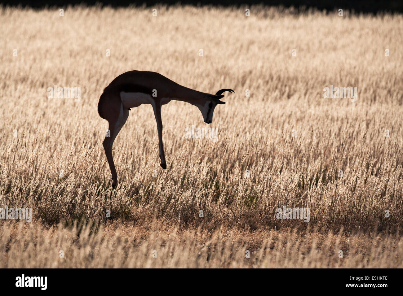 Springbok jumping south africa hi-res stock photography and images - Alamy