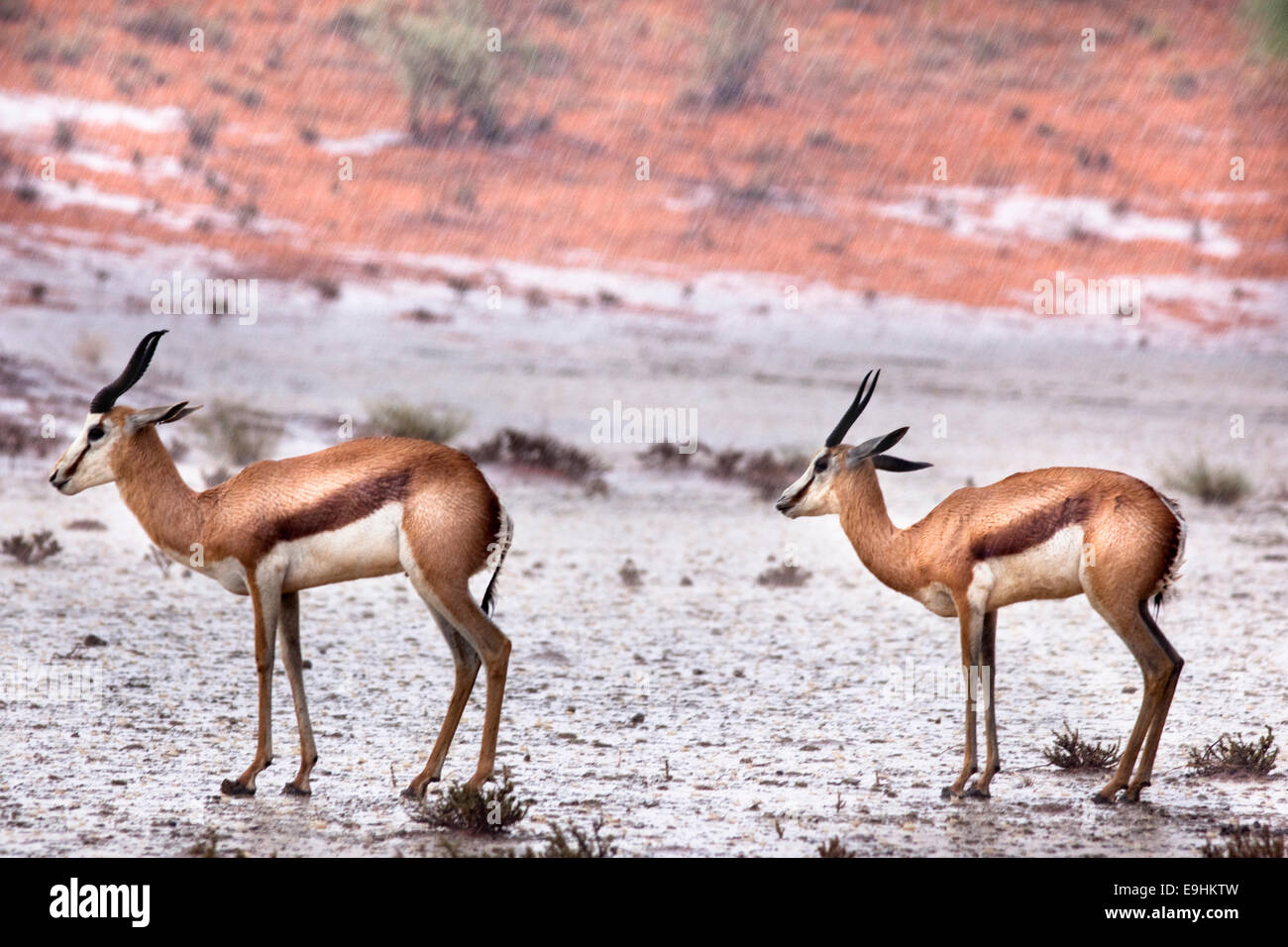 Springbok in the rain hi-res stock photography and images - Alamy