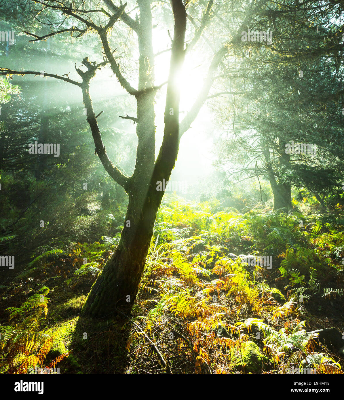 Fog in forest Stock Photo - Alamy