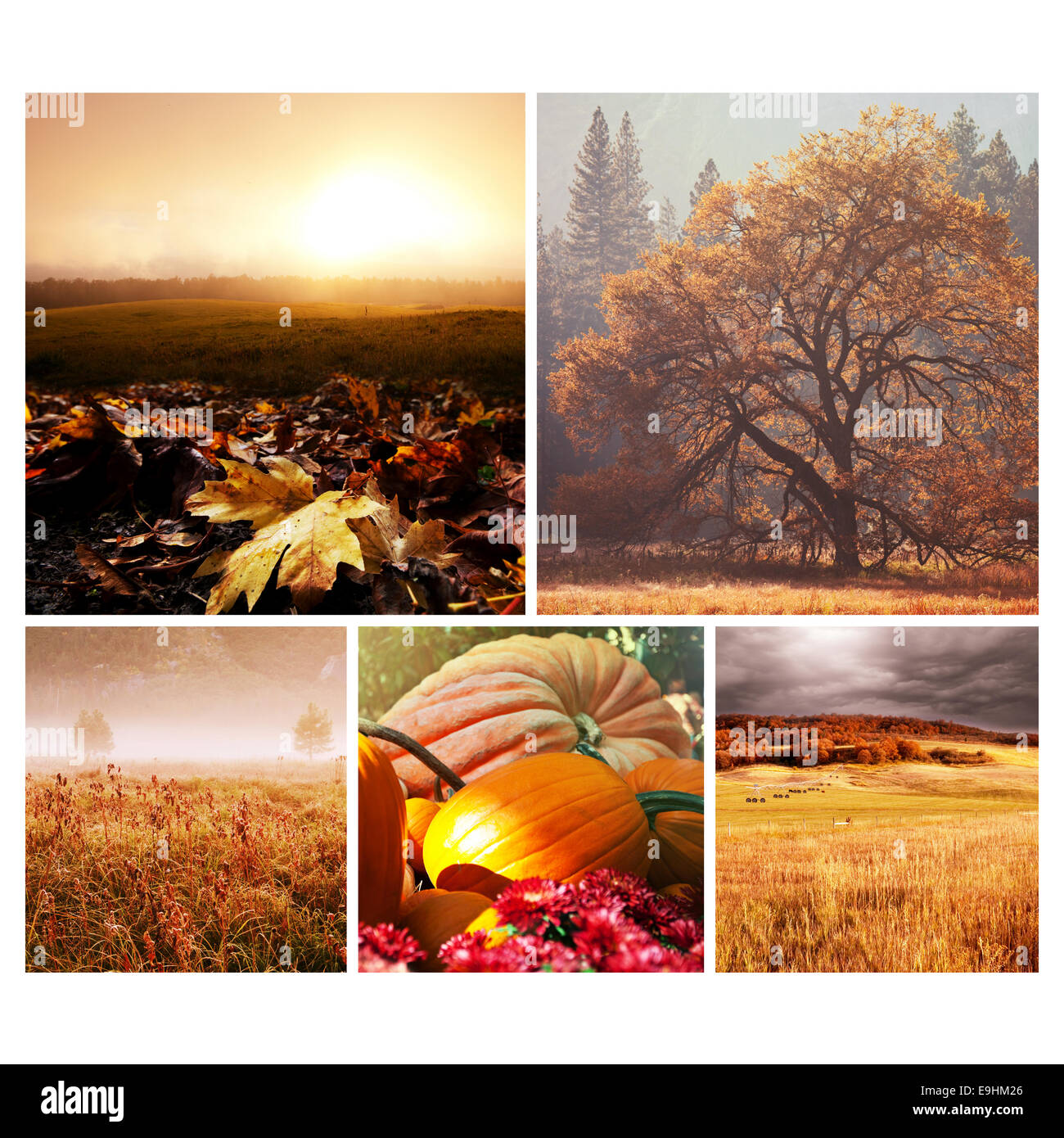 Autumn woodland scenery Cut Out Stock Images & Pictures - Alamy