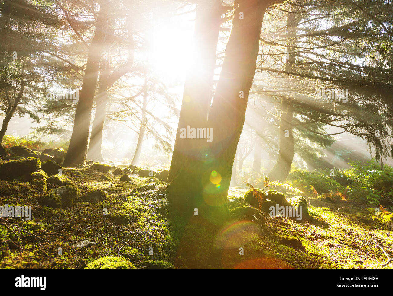 Fog in forest Stock Photo - Alamy