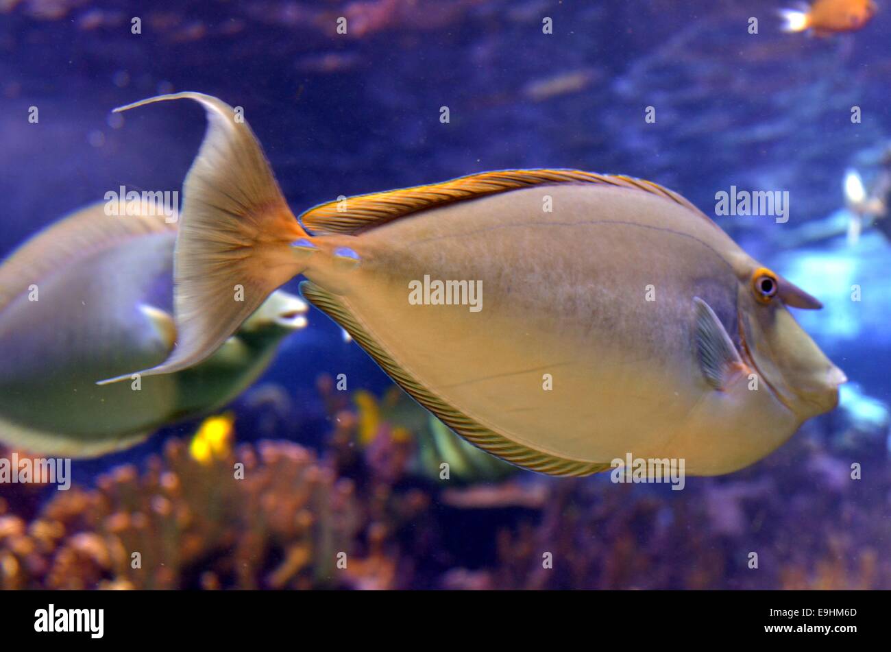 Maui ocean center hawaii hi-res stock photography and images - Alamy