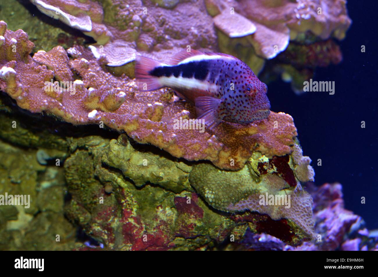 Spotted fish Maui Ocean Center Stock Photo - Alamy