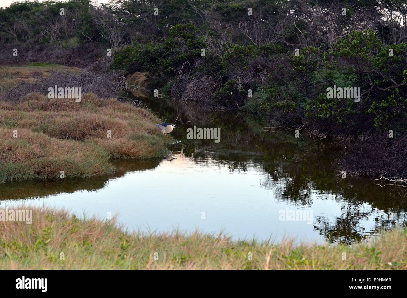 Kanaha Pond Wildlife Sanctuary Maui Hawaii Stock Photo - Alamy