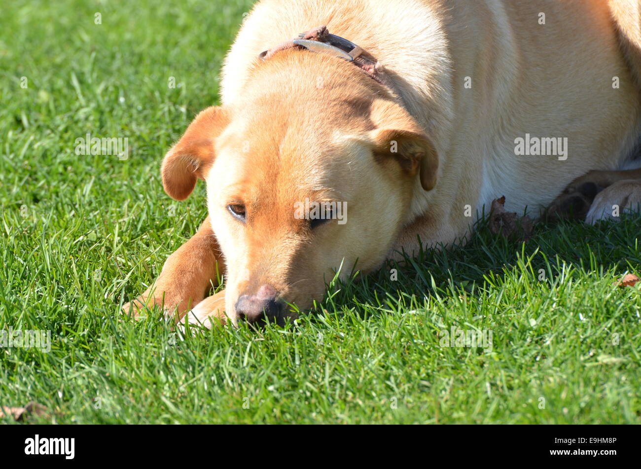 Webster the dog Stock Photo - Alamy