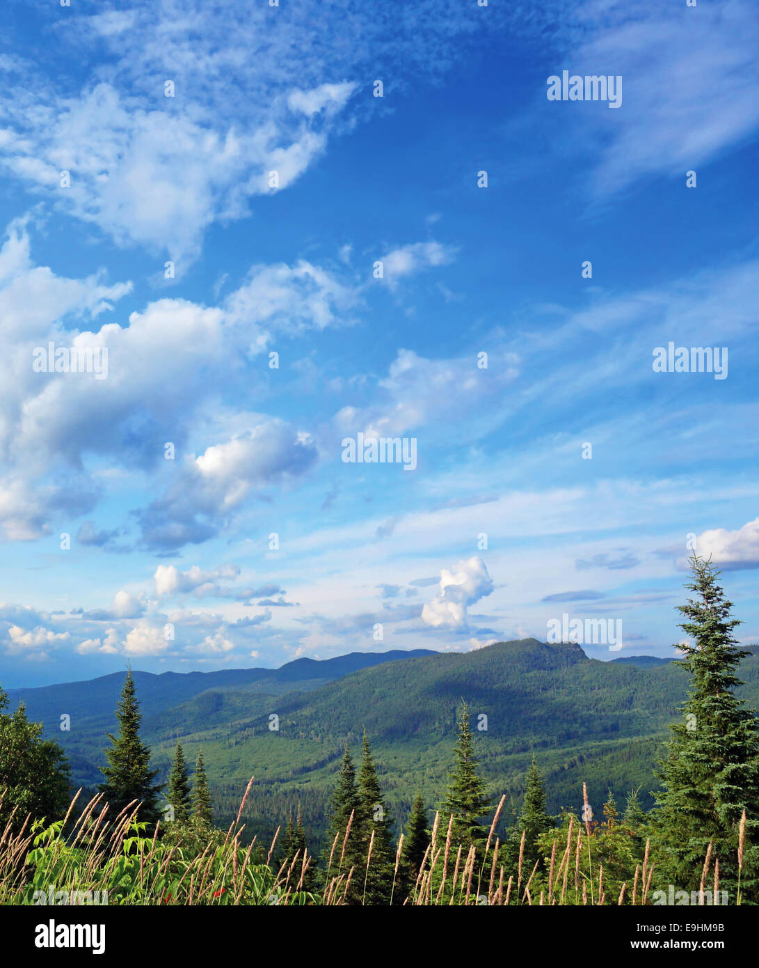 Boreal coniferous forest hi-res stock photography and images - Alamy