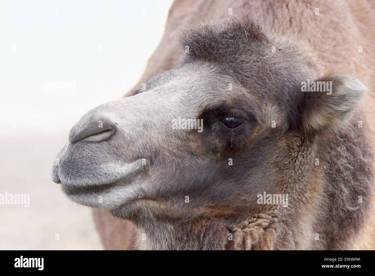 Profile portrait of a Bactrian camel, Camelus bactrianus Stock Photo ...