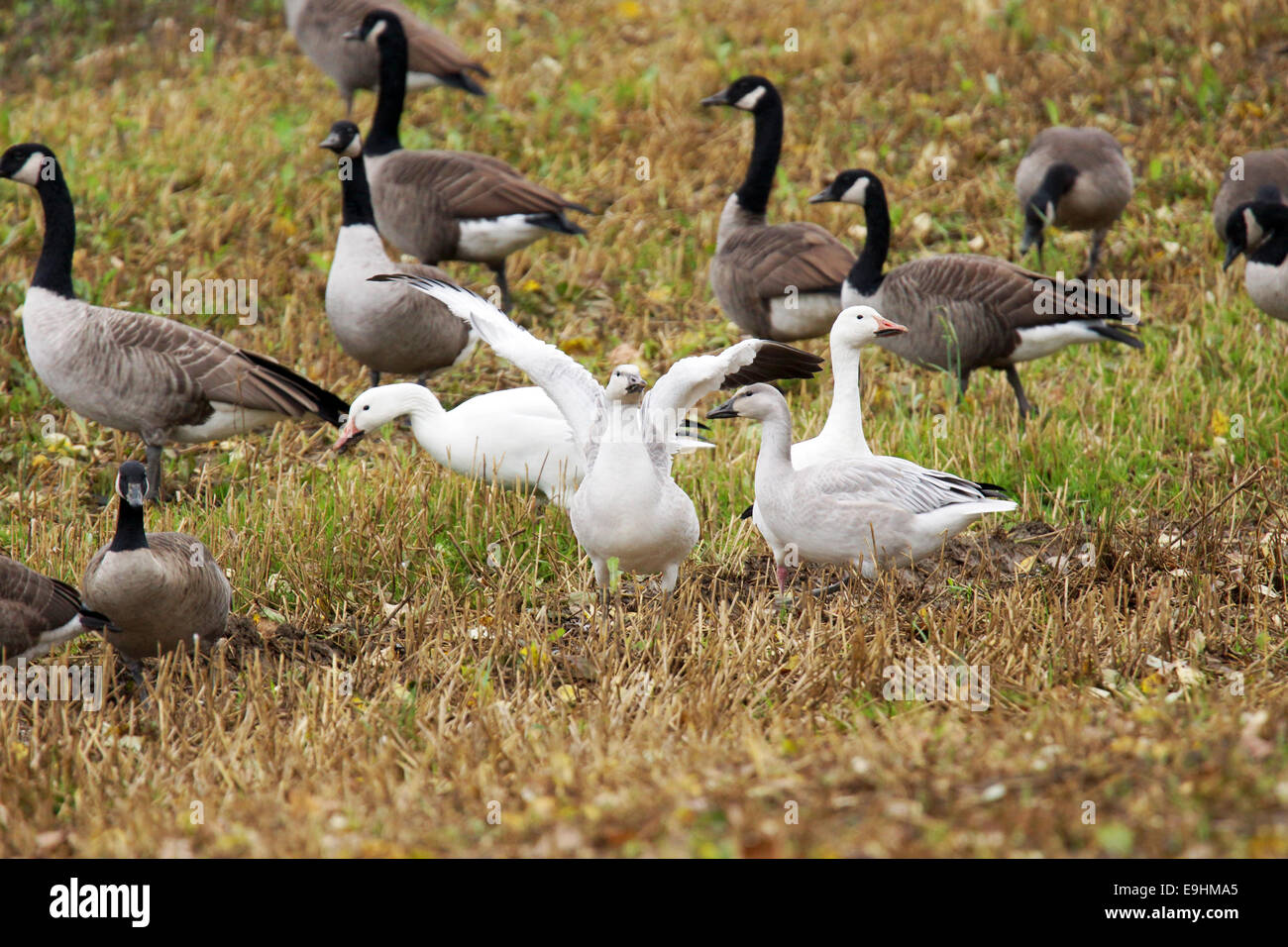 Snow geese gosling, Chen caerulescens, stretching its wings in field ...