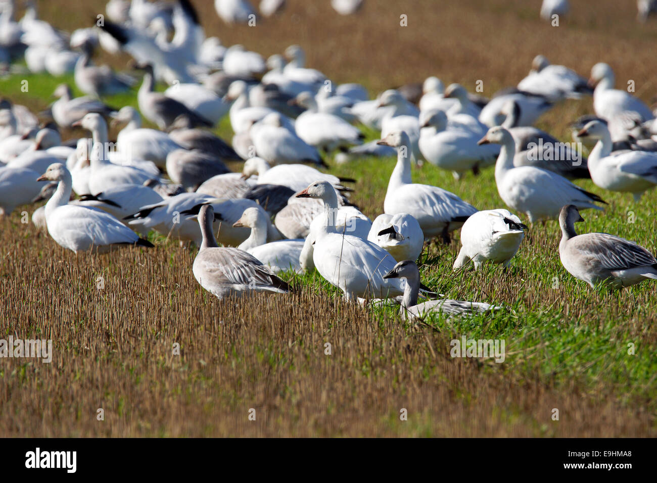 Adult with gosling hi-res stock photography and images - Alamy