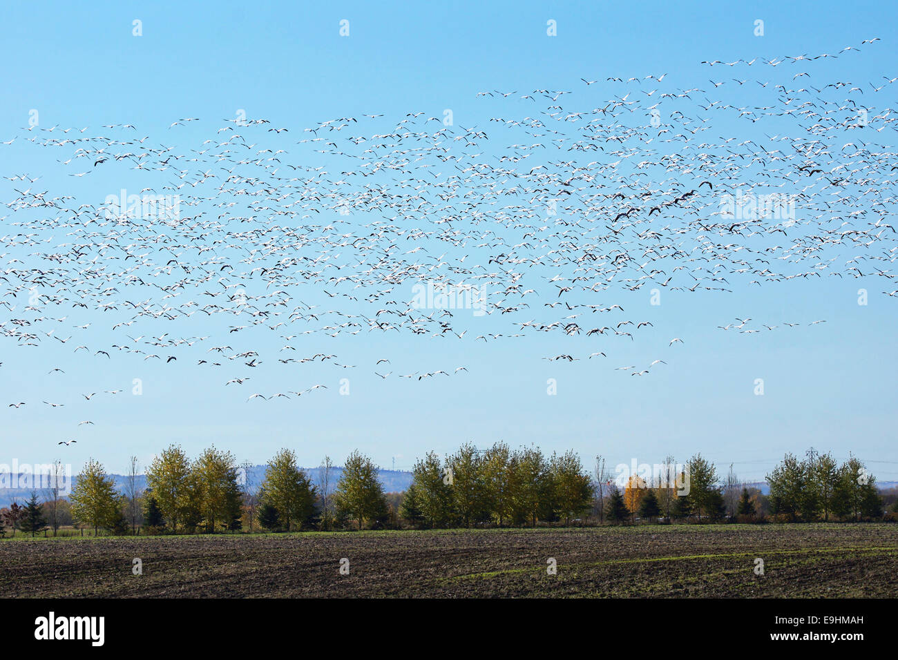 Flock of migrating Snow geese, Chen caerulescens, flying over field ...