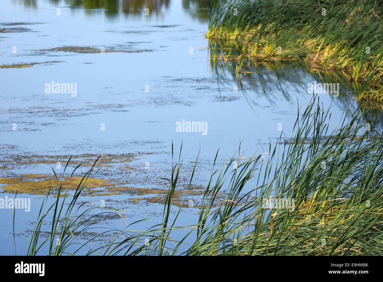 Pond edge plant hi-res stock photography and images - Alamy