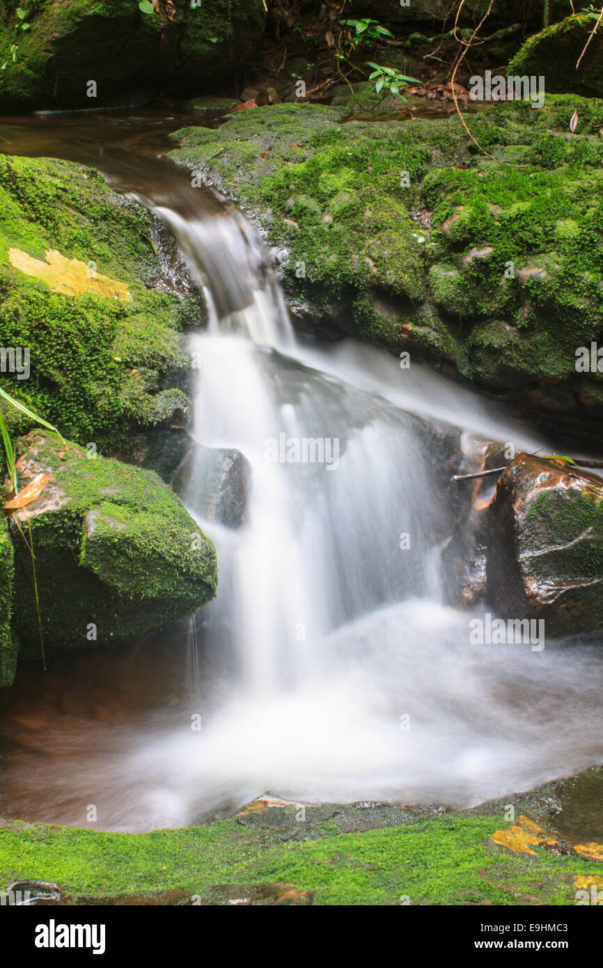 rainforest waterfall and rocks covered with moss Stock Photo - Alamy
