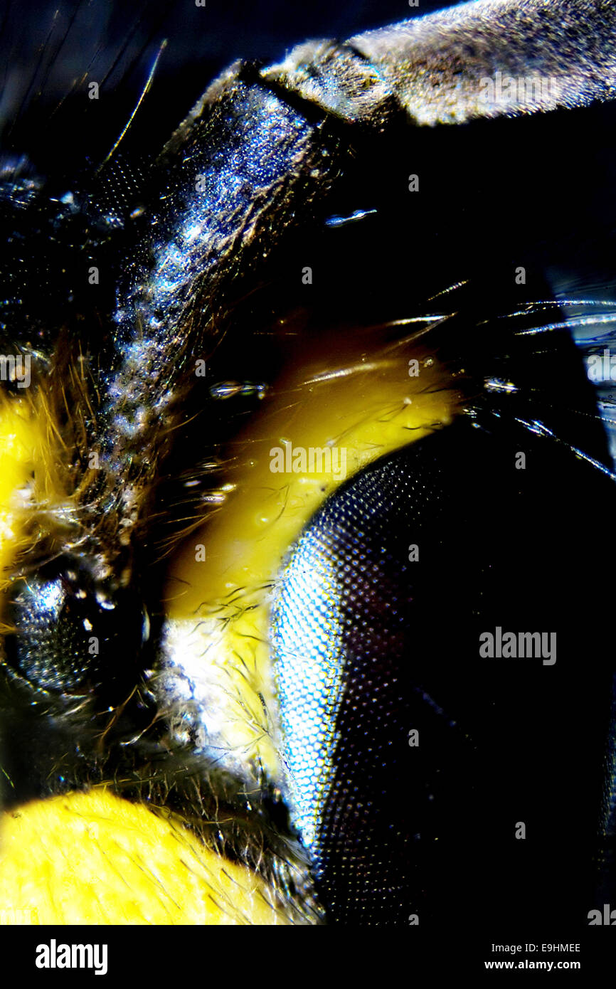Microphoto: Detail of a wasp Stock Photo - Alamy