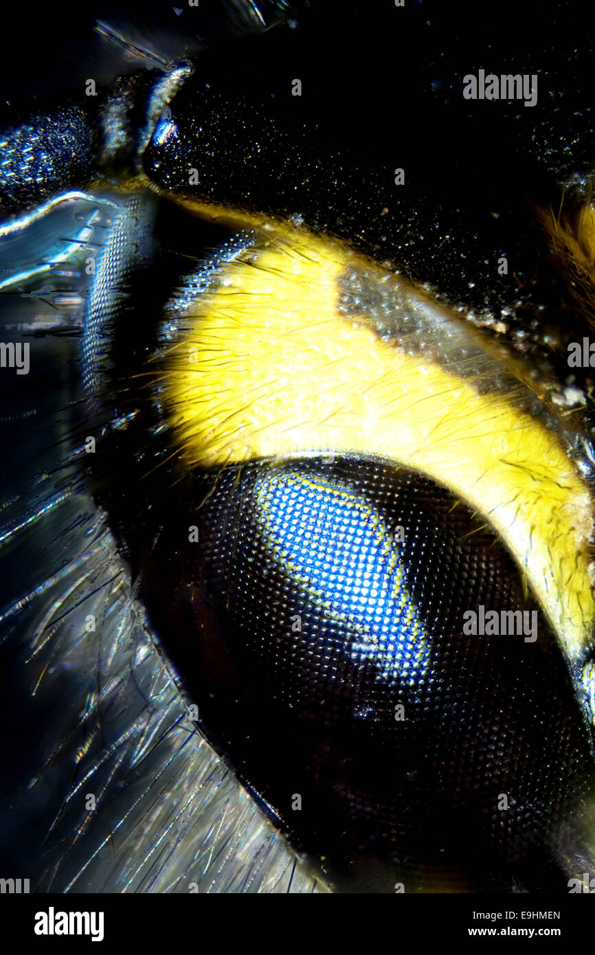 Microphoto hi-res stock photography and images - Alamy