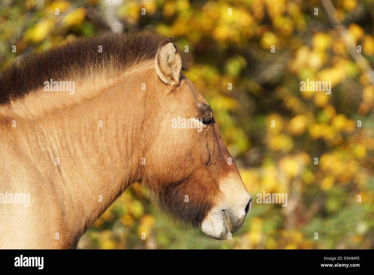 Przewalski's primitive wild horse, Equus przewalsk, profile Stock Photo ...