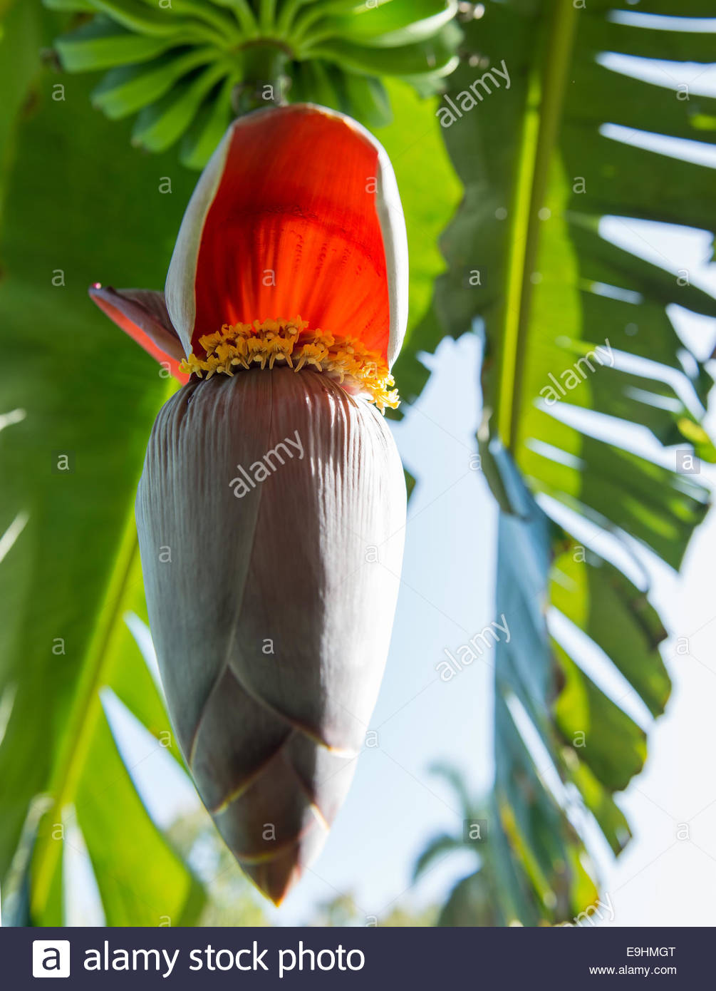 Plantain Tree Stock Photos & Plantain Tree Stock Images - Alamy