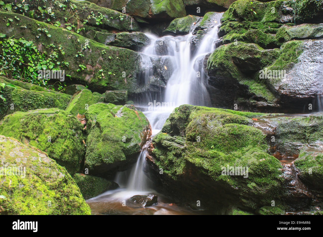 rainforest waterfall and rocks covered with moss Stock Photo - Alamy