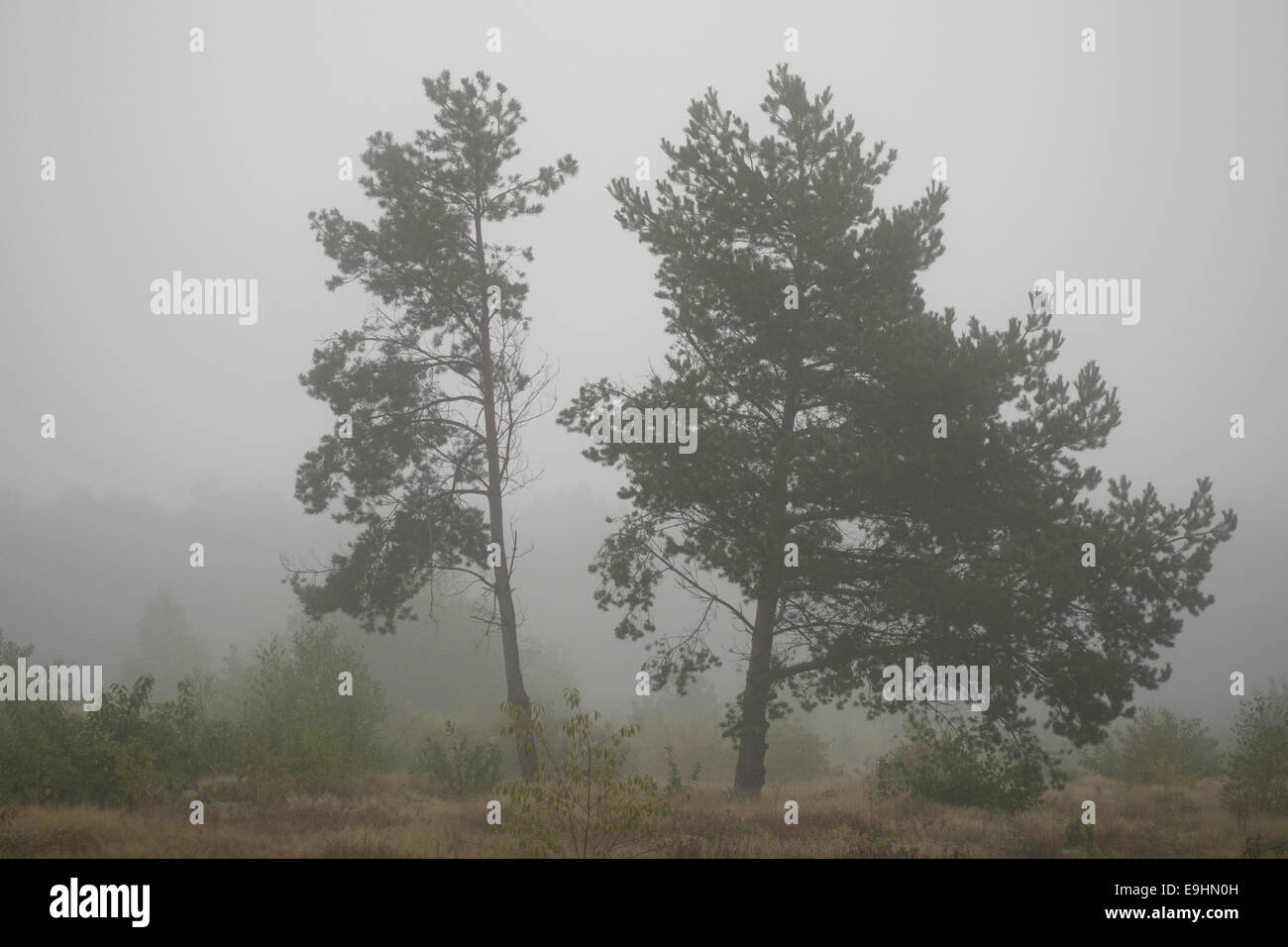 Pine trees in the fog, Germany Stock Photo - Alamy